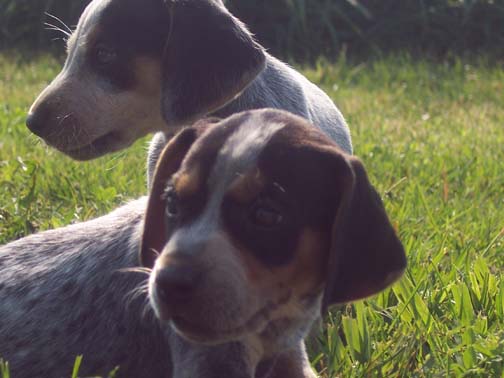 Tru Blu Kennels-Links