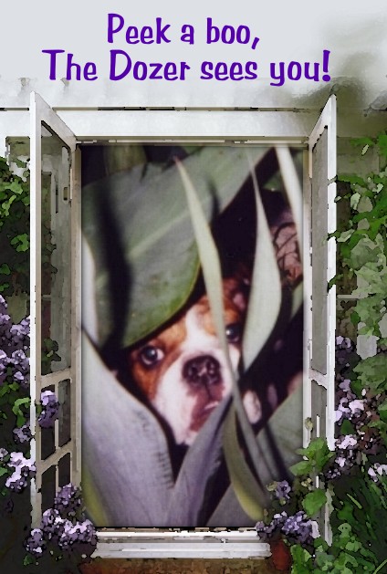 MyDee Bulldozer Dozin'