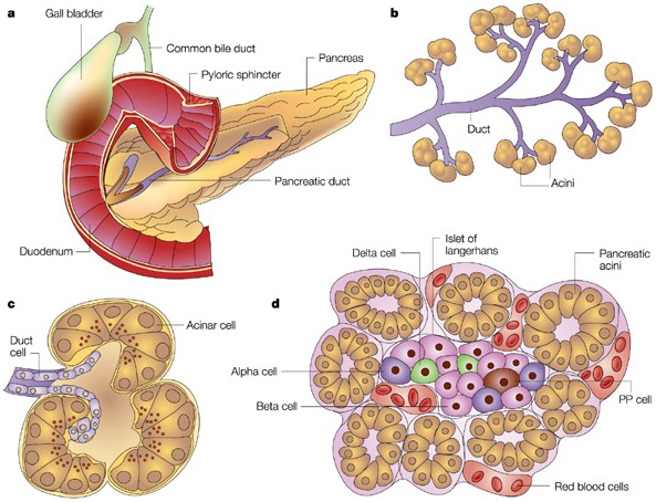 Digestive System