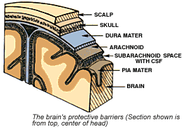 Protective Of Brain Tissue