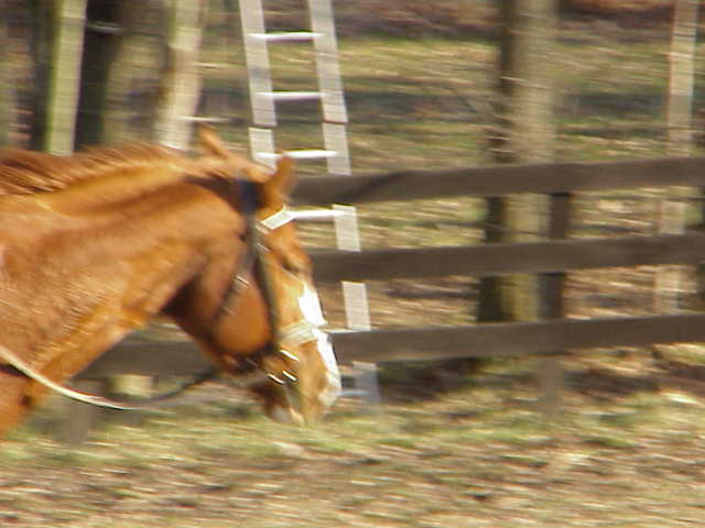 Here's a really bad picture of Aztec in the field. He's being ridden by ...