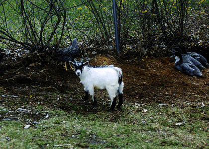 My Pygmy Goat Photo Album