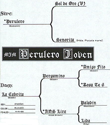 MJM Perulero Joven - Golden buckskin