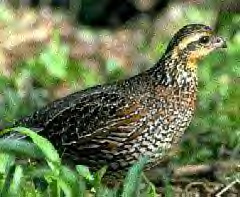 Live Bird's Quail Pagequail