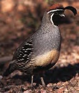 Live Bird's Quail Pagequail