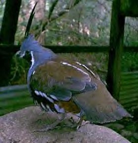 Live Bird's Quail Pagequail