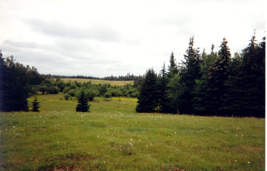 Another look at the field around the campsite