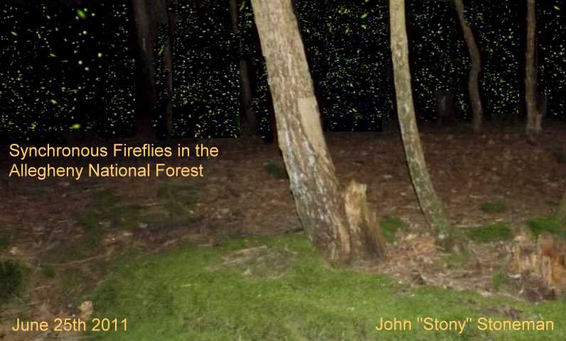 Discovering Synchronized Fireflies in the Allegheny National Forest