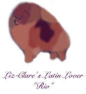 Ch. Liz-Clare's Latin Lover