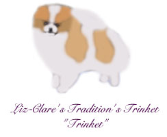 Ch. Liz-Clare's Tradition's Trinket