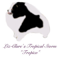 Liz-Clare's Tropical Storm