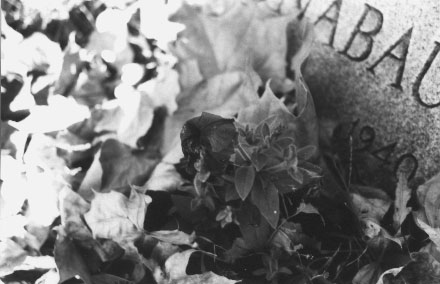 Photography by Matthew A. Butkus Version 2.0