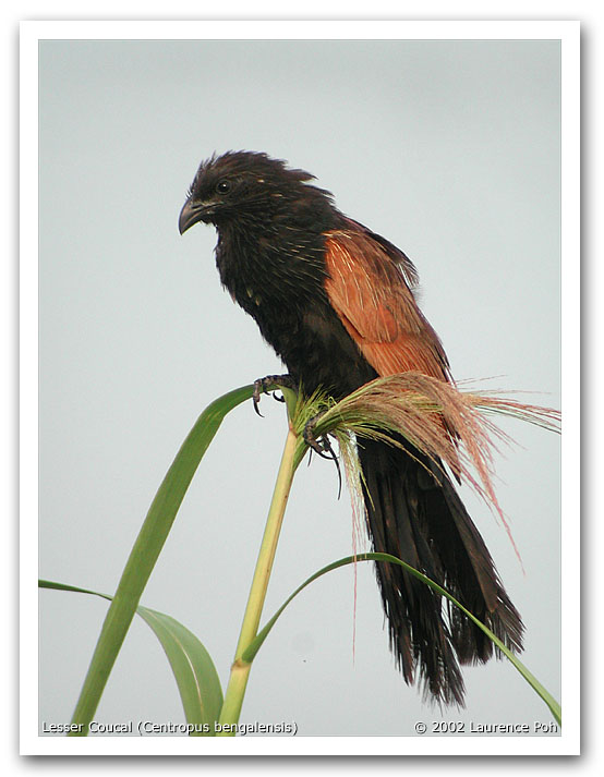 Lesser Coucal