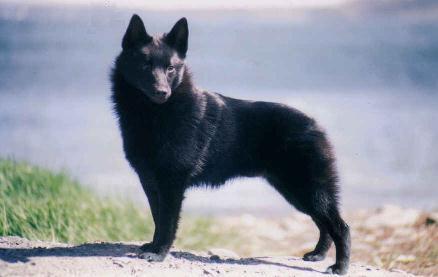 My Virtual Photo Album