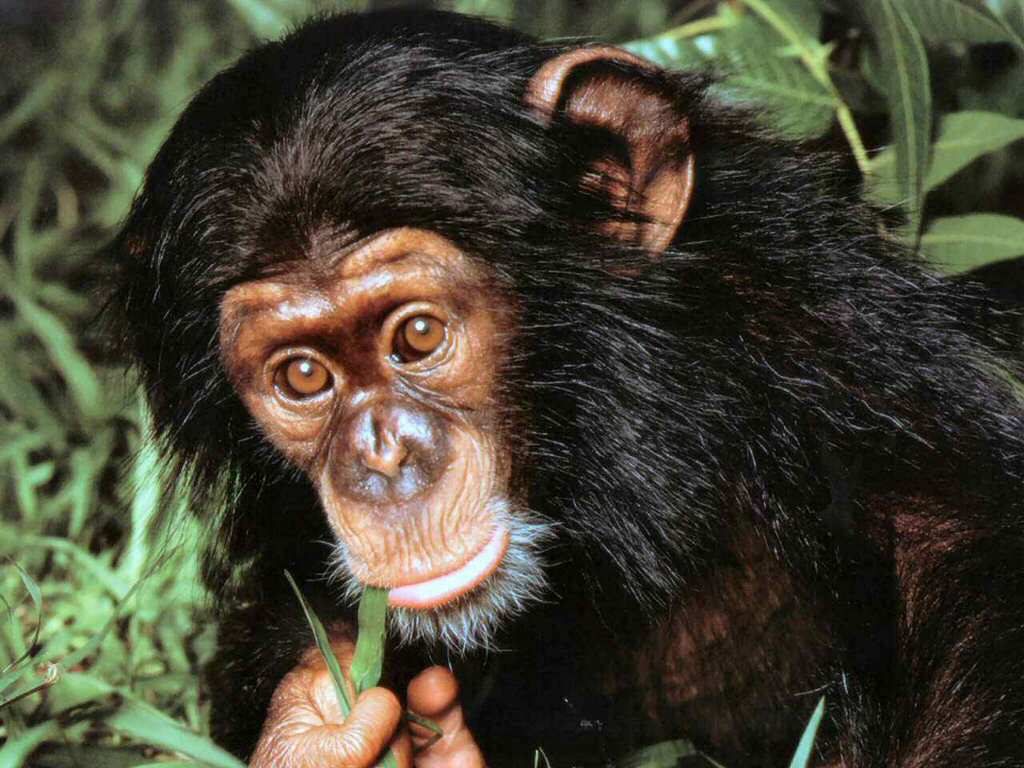 This is my first javascript