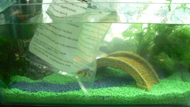 My New Fish Tank - 22/06/06