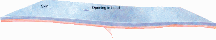 Predators of the Sea