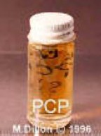 PCP (Phencyclidine)