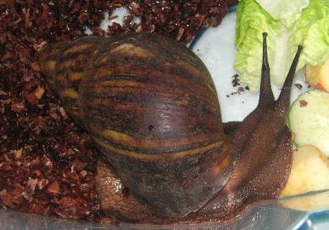 View Full-Size Image