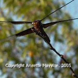 Mayville's Insects of Oklahoma