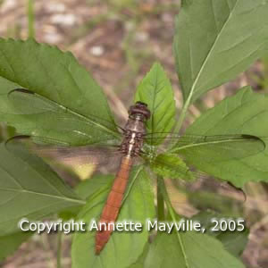 Mayville's Insects of Oklahoma