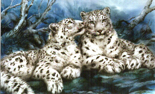 Snow Leopards 1