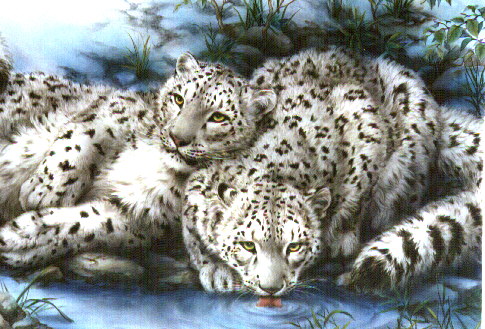 Snow Leopards 1