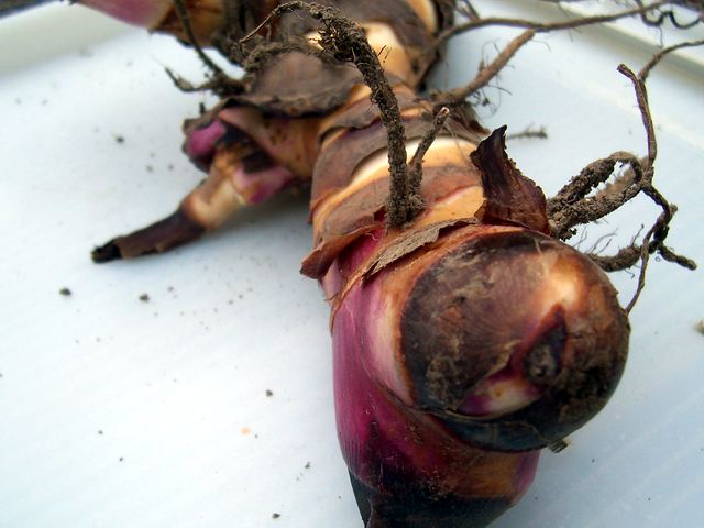 Canna Root, stored for winter
