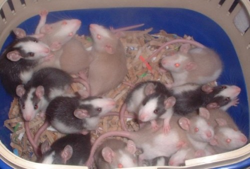 Black Rose Rats