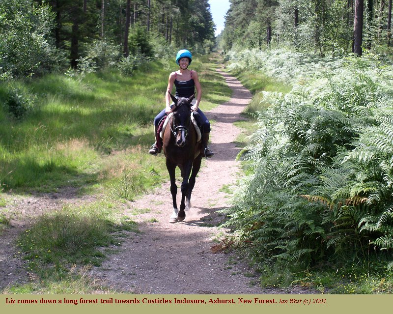 New Forest Riding and Watersports Centre - Forest Rides, New Forest ...