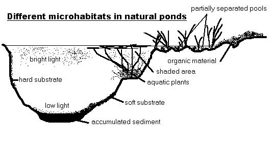 multiple microhabitat pond microcosm