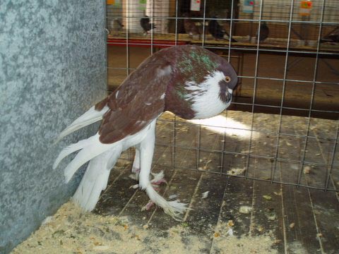 View Full-Size Image