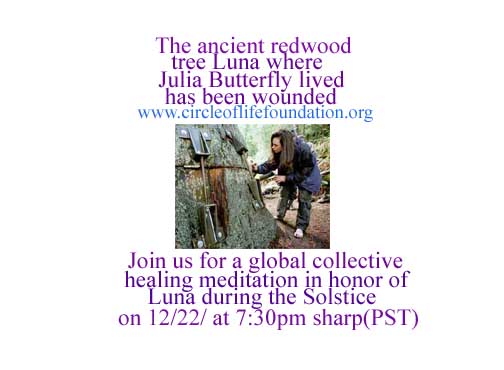 Healing for Luna. Julia Butterfly. Winter Solstice, December 22. The ...