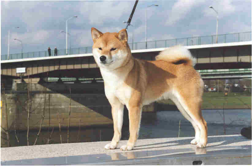 Pedigree: Shiba Inu Shogai".