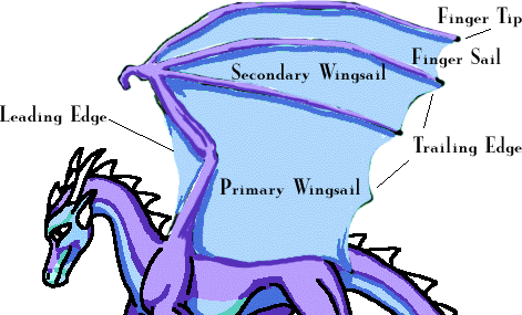 Dragon Anatomy