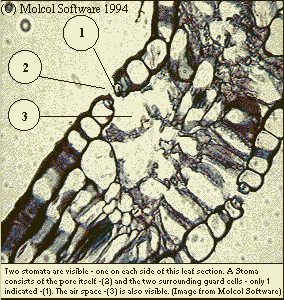 www.microscopy-uk.org.uk - Biology for Schools - Stomata