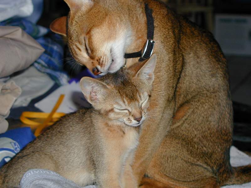 If you want more information on the breed standards for Abyssinian cats ...