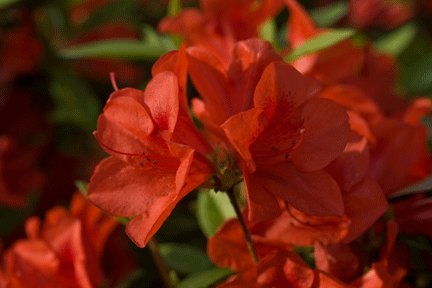 Encore Azalea - (Rhododendron Hybrid)