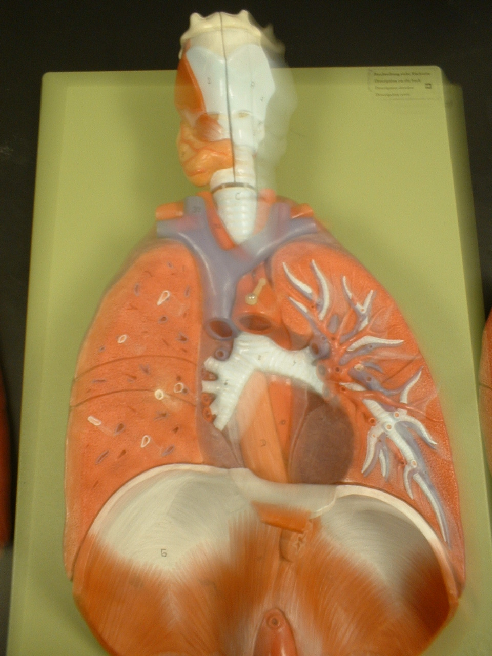 BIO194 A&P2 Lab Models