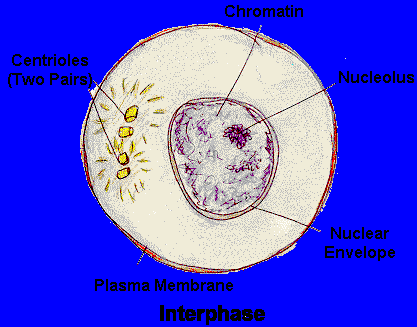 INTERPHASE
