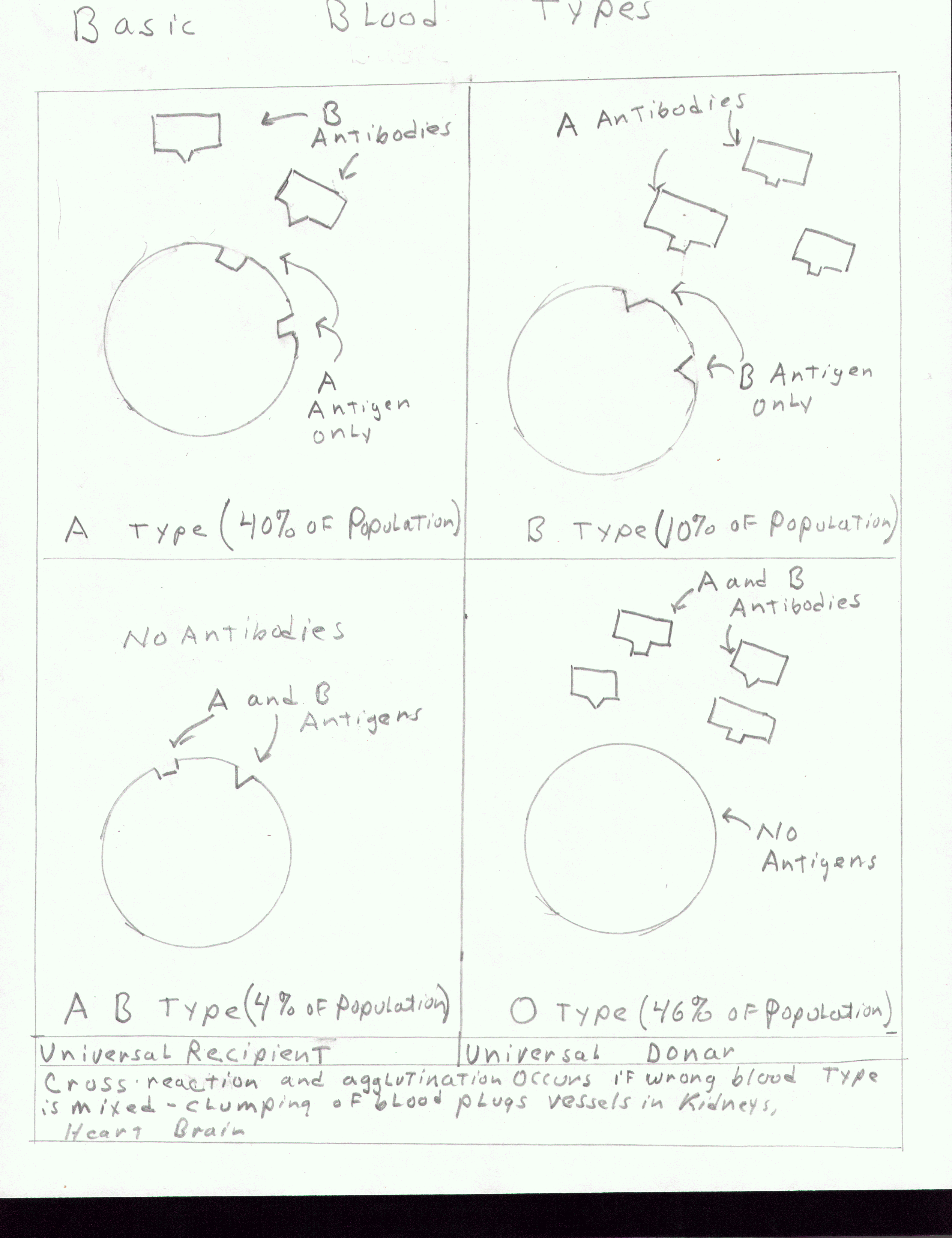 Cardiovascular System: Blood