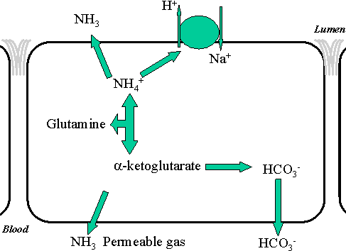 Renal Buffer System