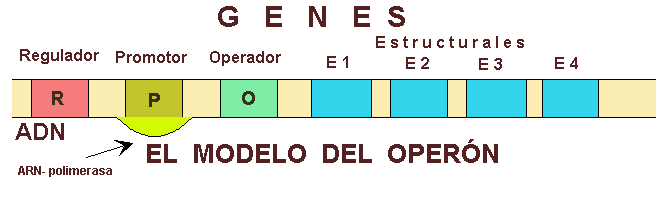 Regulación de la expresión génica