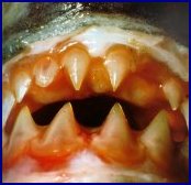 piranha_teeth