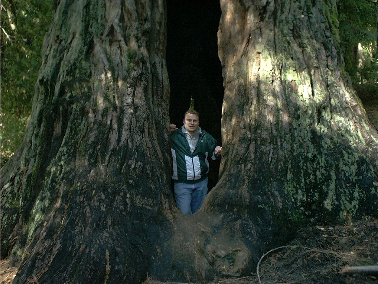 March 10, 2001 - Big Basin Redwoods State Park
