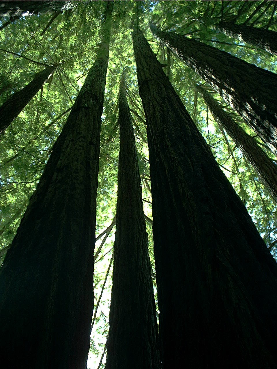 March 10, 2001 - Big Basin Redwoods State Park