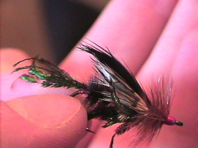 Home [www.angelfire.com]