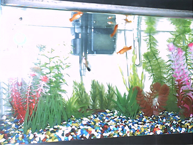 My Fish Tanks