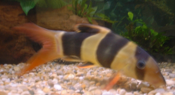 Clown Loach