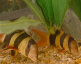 Clown Loach